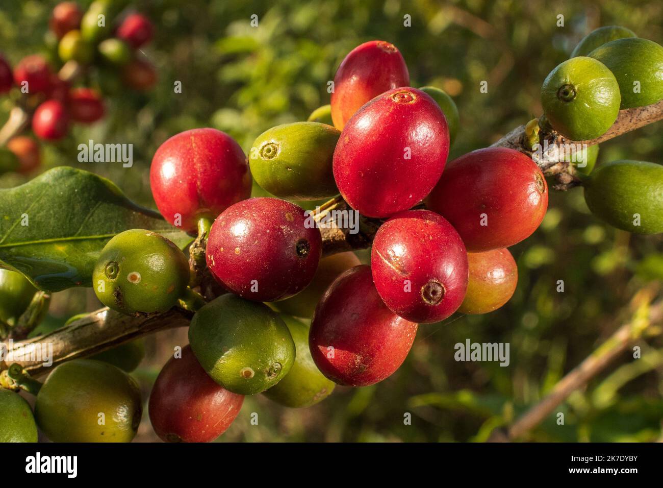 Coffee from the Alto Mayo valley in Peru, appreciated in the world for ...