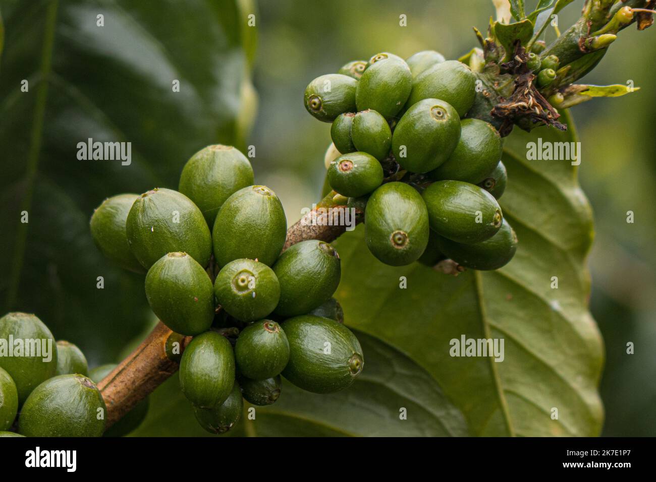Coffee from the Alto Mayo valley in Peru, appreciated in the world for ...