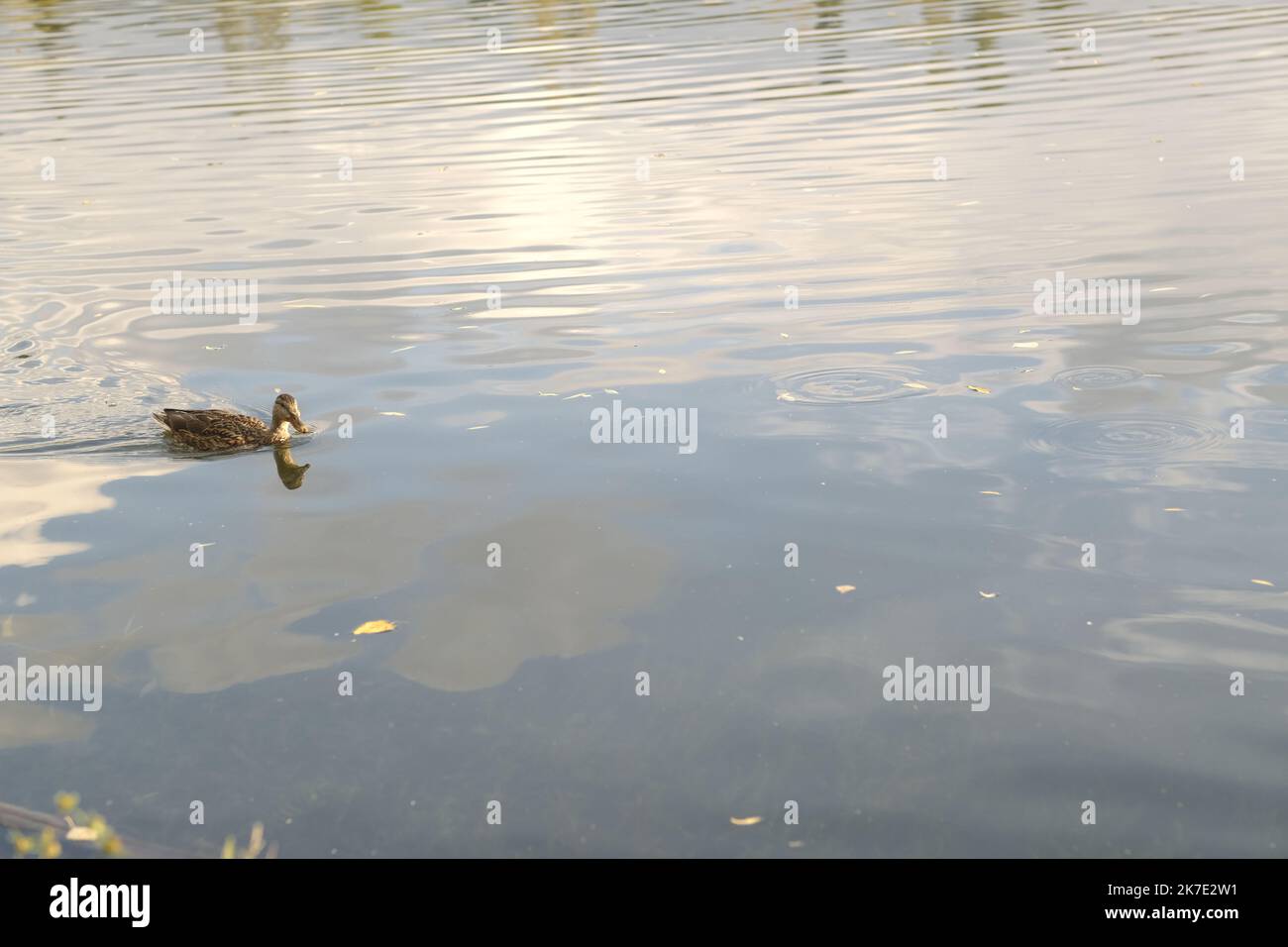 Lonely wild duck swimming in lake. Waterfowl swimming fast on water ...