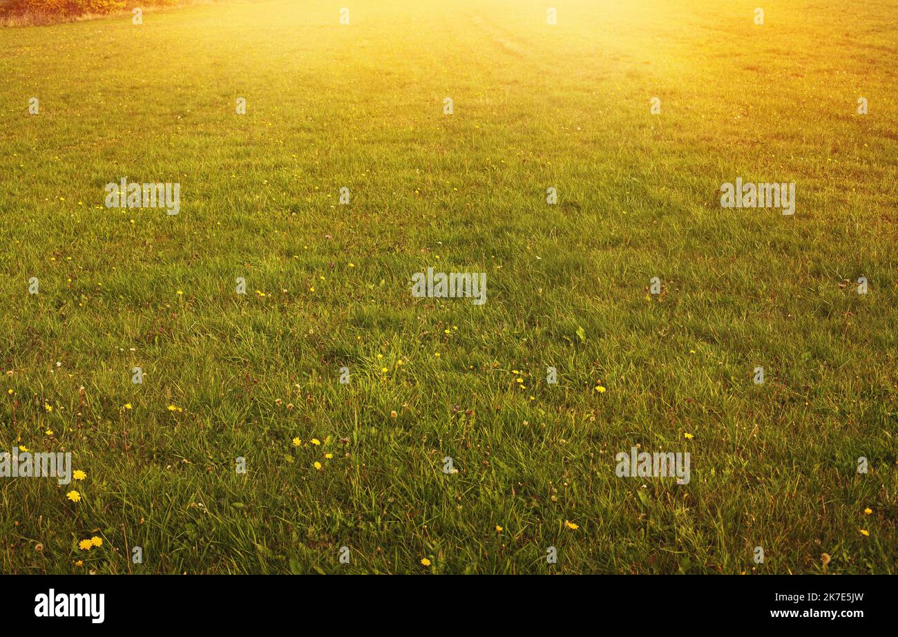 Green grass on the meadow.Autumn season.High quality photo Stock Photo ...