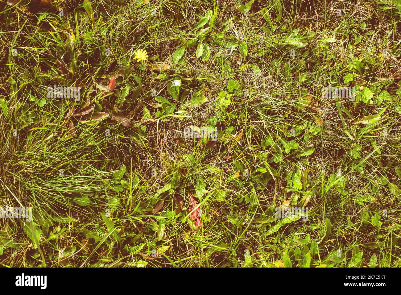 Green grass on the meadow.Autumn season.High quality photo Stock Photo ...