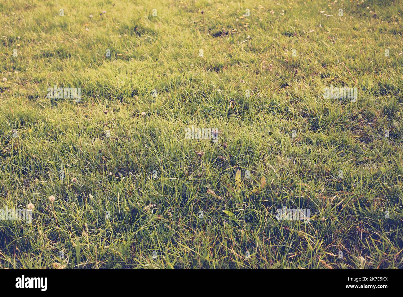 Green grass on the meadow.Autumn season.High quality photo Stock Photo ...