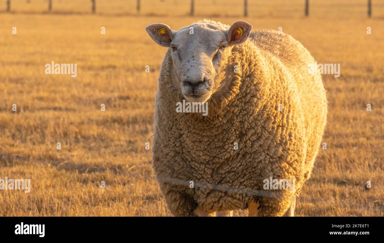 white Sheep portrait.Breeding sheep.Farm animals. White lamb in paddock.Sheep woolen breeds ...