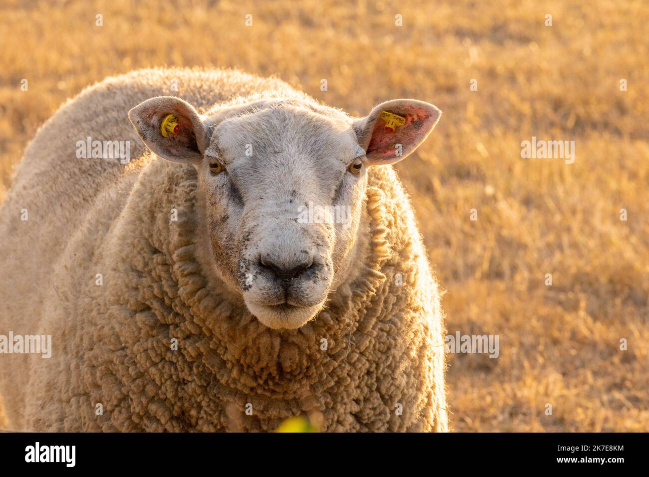 white Sheep portrait.Breeding sheep.Farm animals. White lamb in paddock ...