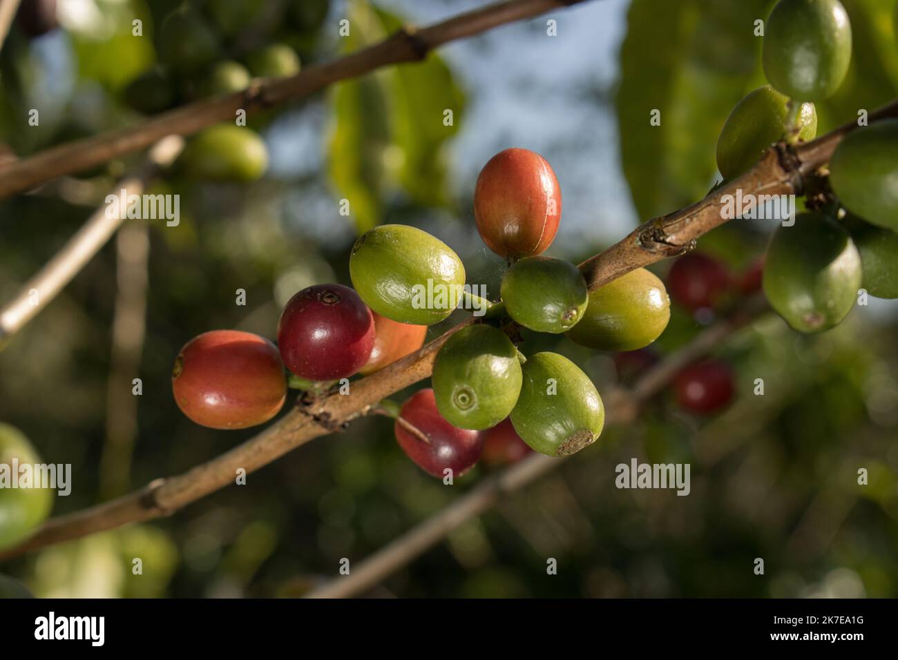 Coffee from the Alto Mayo valley in Peru, appreciated in the world for ...