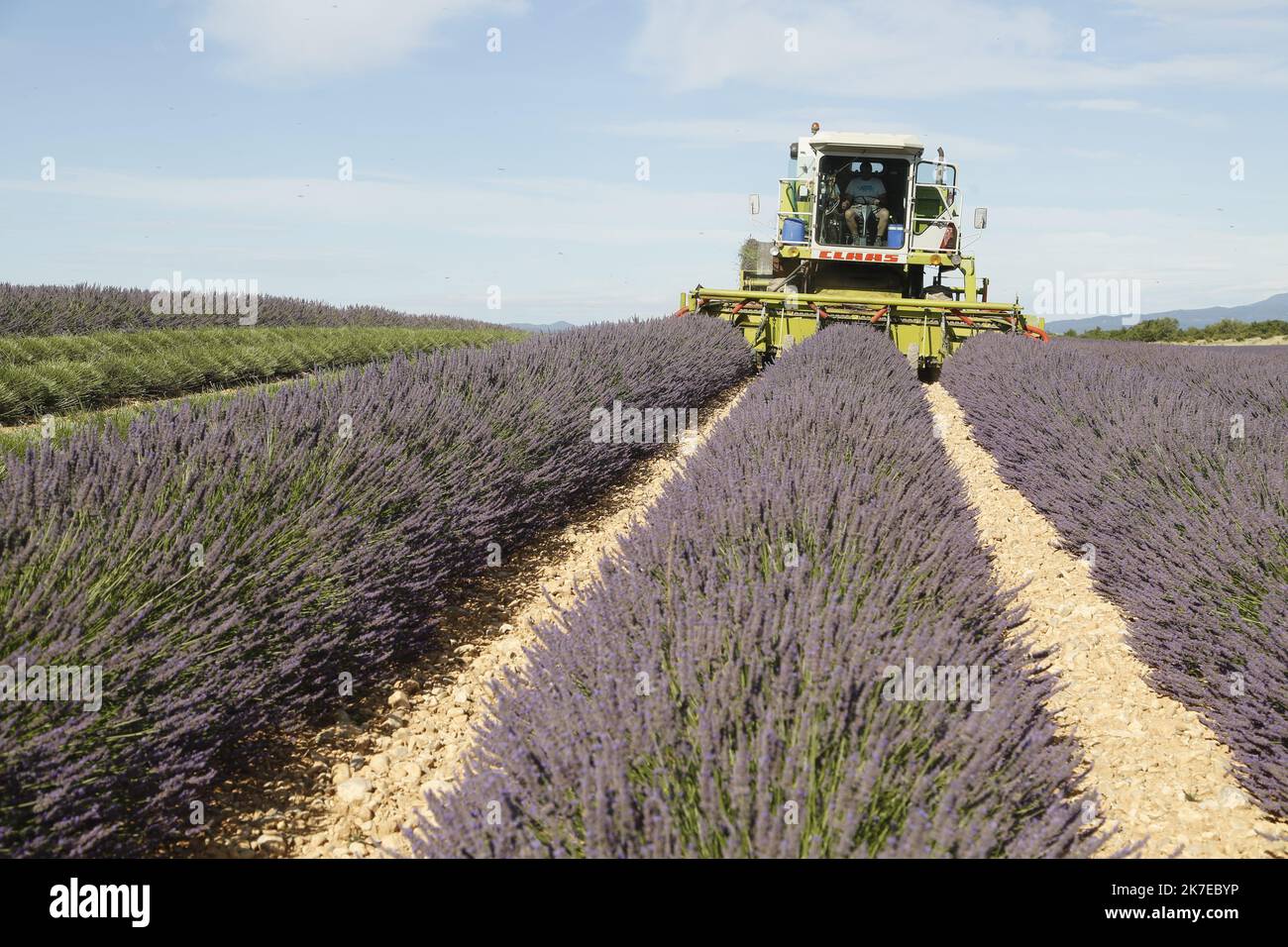 ©PHOTOPQR/LA PROVENCE/CAMOIN Eric ; Valensole ; 14/07/2021 ; plateau de ...