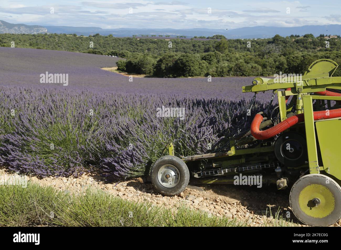 ©PHOTOPQR/LA PROVENCE/CAMOIN Eric ; Valensole ; 14/07/2021 ; plateau de ...