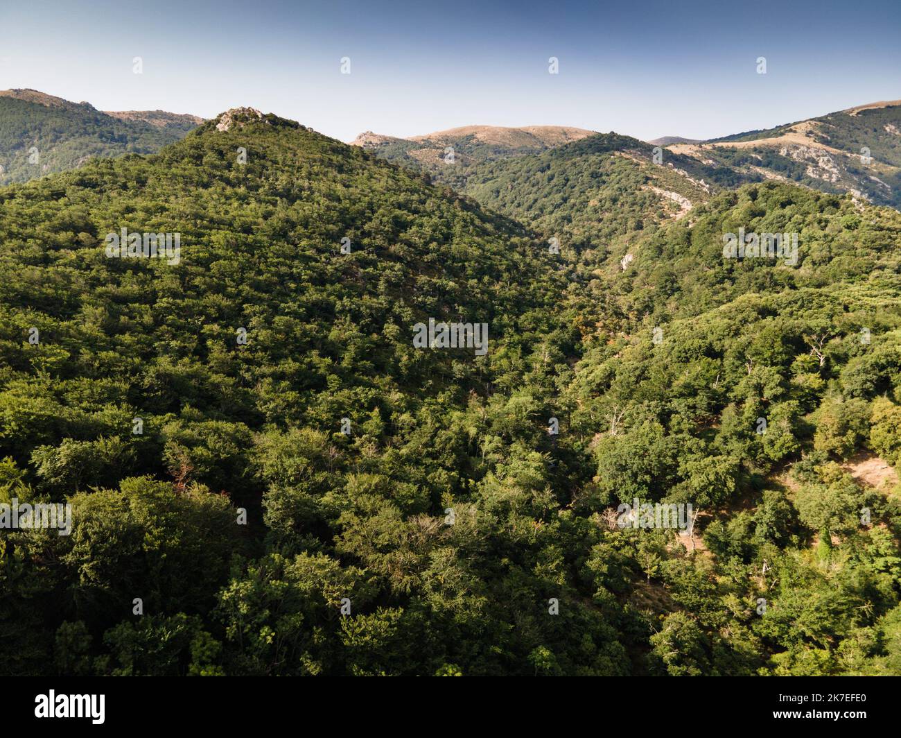 ©PHOTOPQR/L'INDEPENDANT/Nicolas Parent ; ; 29/07/2021 ; La hêtraie de ...