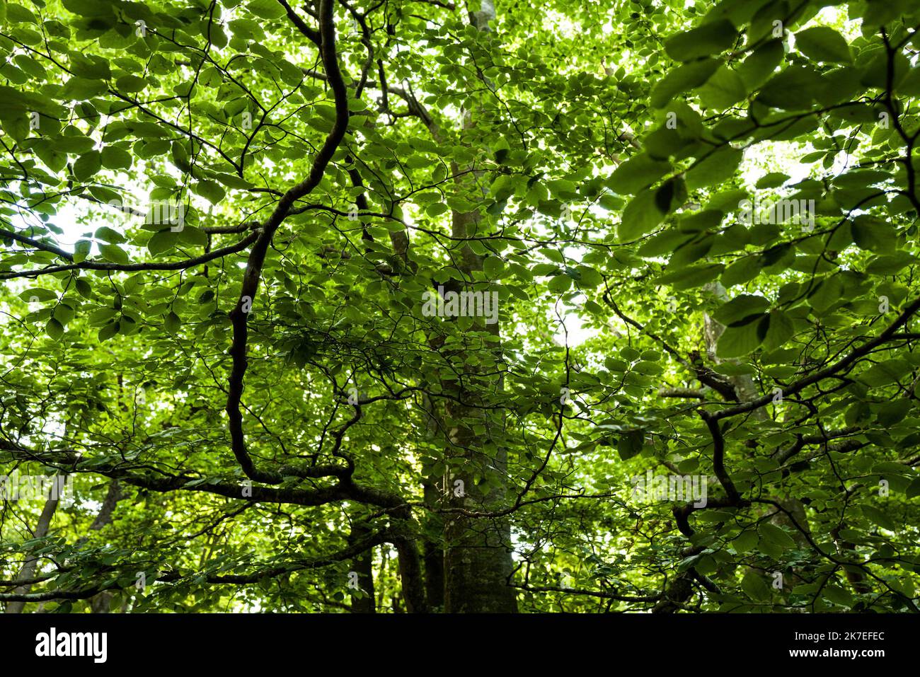 ©PHOTOPQR/L'INDEPENDANT/Nicolas Parent ; ; 29/07/2021 ; La hêtraie de ...