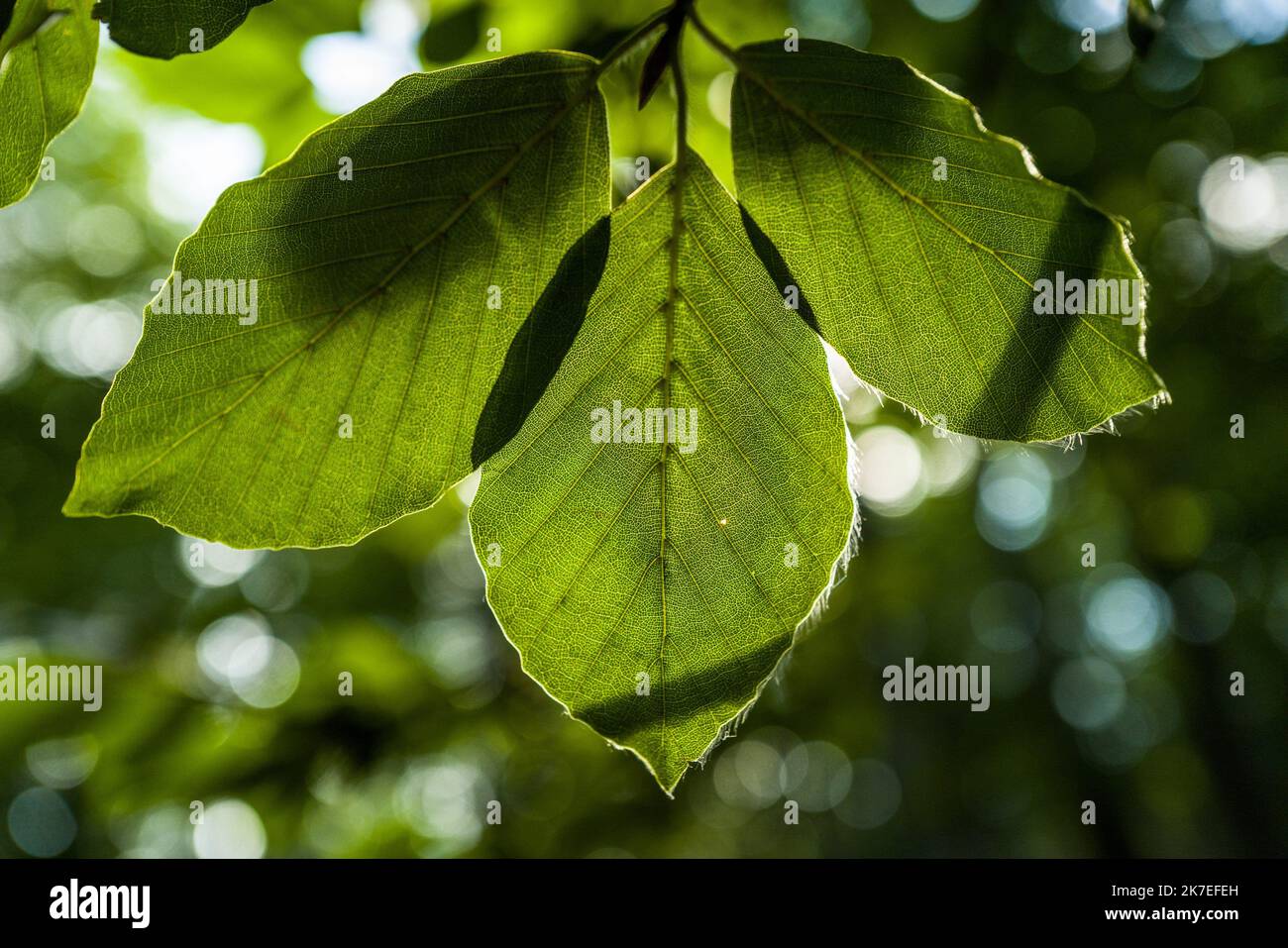 ©PHOTOPQR/L'INDEPENDANT/Nicolas Parent ; ; 29/07/2021 ; La hêtraie de ...