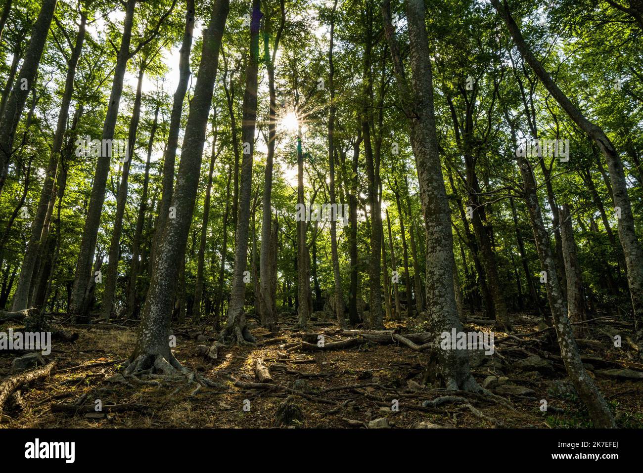 ©PHOTOPQR/L'INDEPENDANT/Nicolas Parent ; ; 29/07/2021 ; La hêtraie de ...