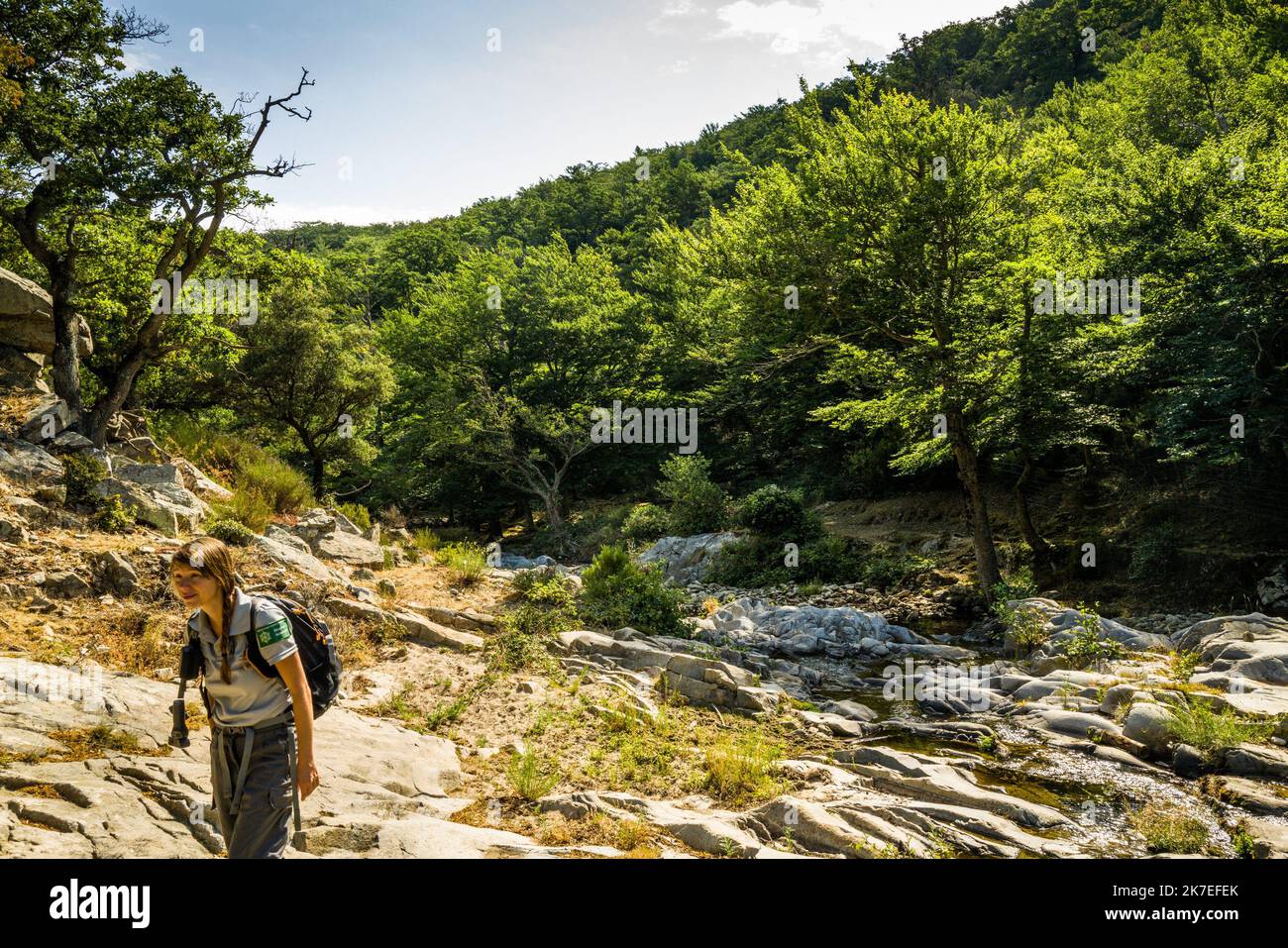 ©PHOTOPQR/L'INDEPENDANT/Nicolas Parent ; ; 29/07/2021 ; La hêtraie de ...