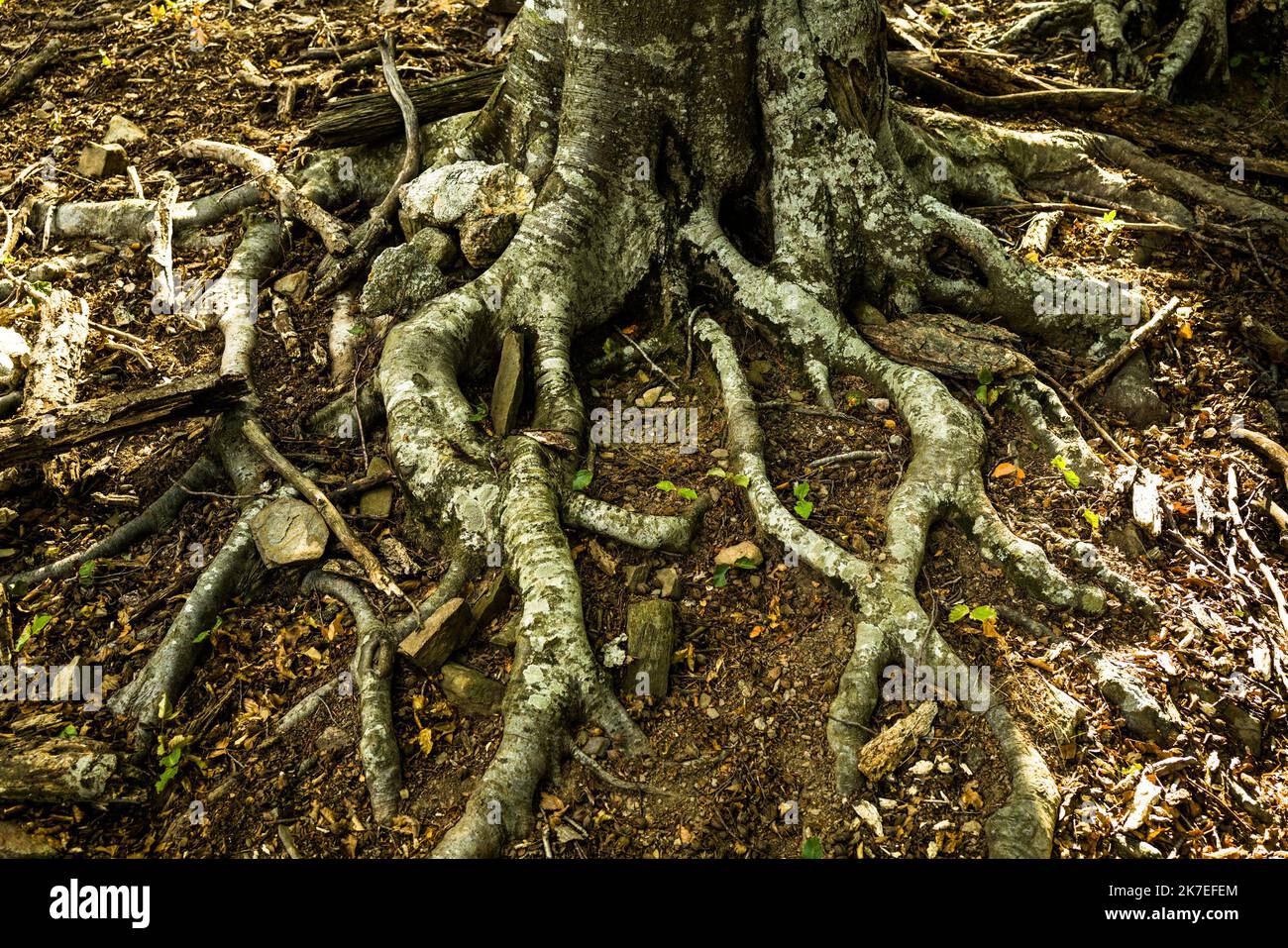 ©PHOTOPQR/L'INDEPENDANT/Nicolas Parent ; ; 29/07/2021 ; La hêtraie de ...