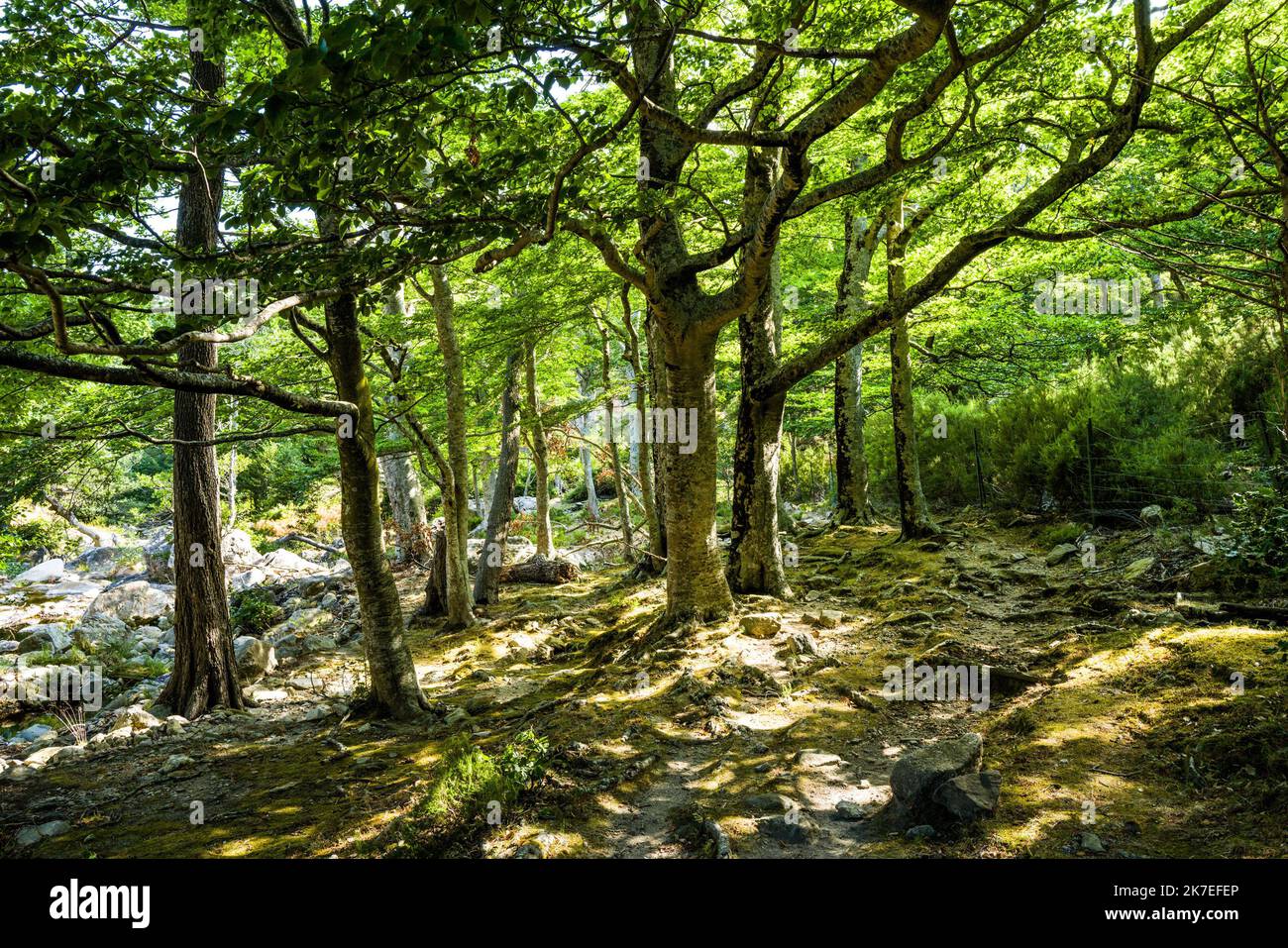 ©PHOTOPQR/L'INDEPENDANT/Nicolas Parent ; ; 29/07/2021 ; La hêtraie de ...