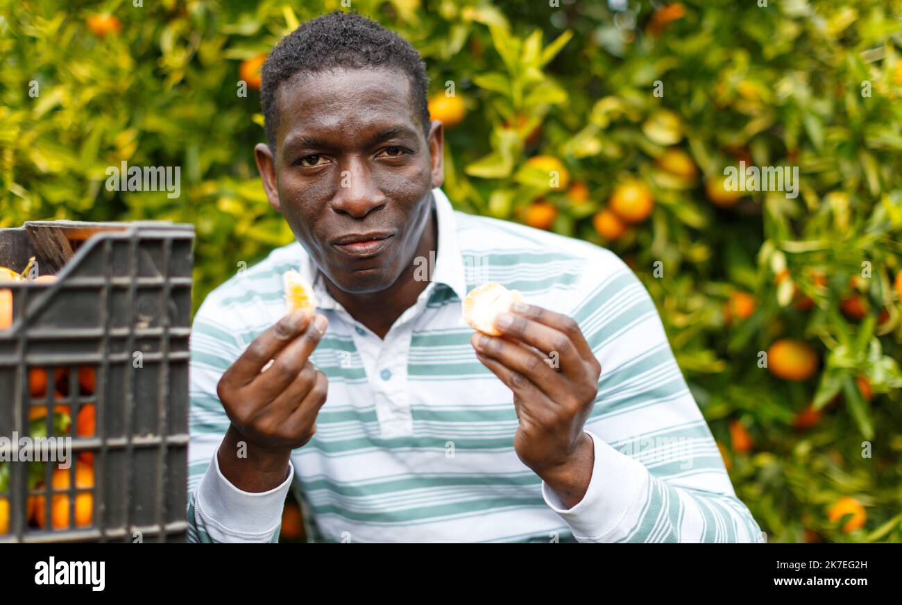 African-American farmer tasting mandarins Stock Photo - Alamy