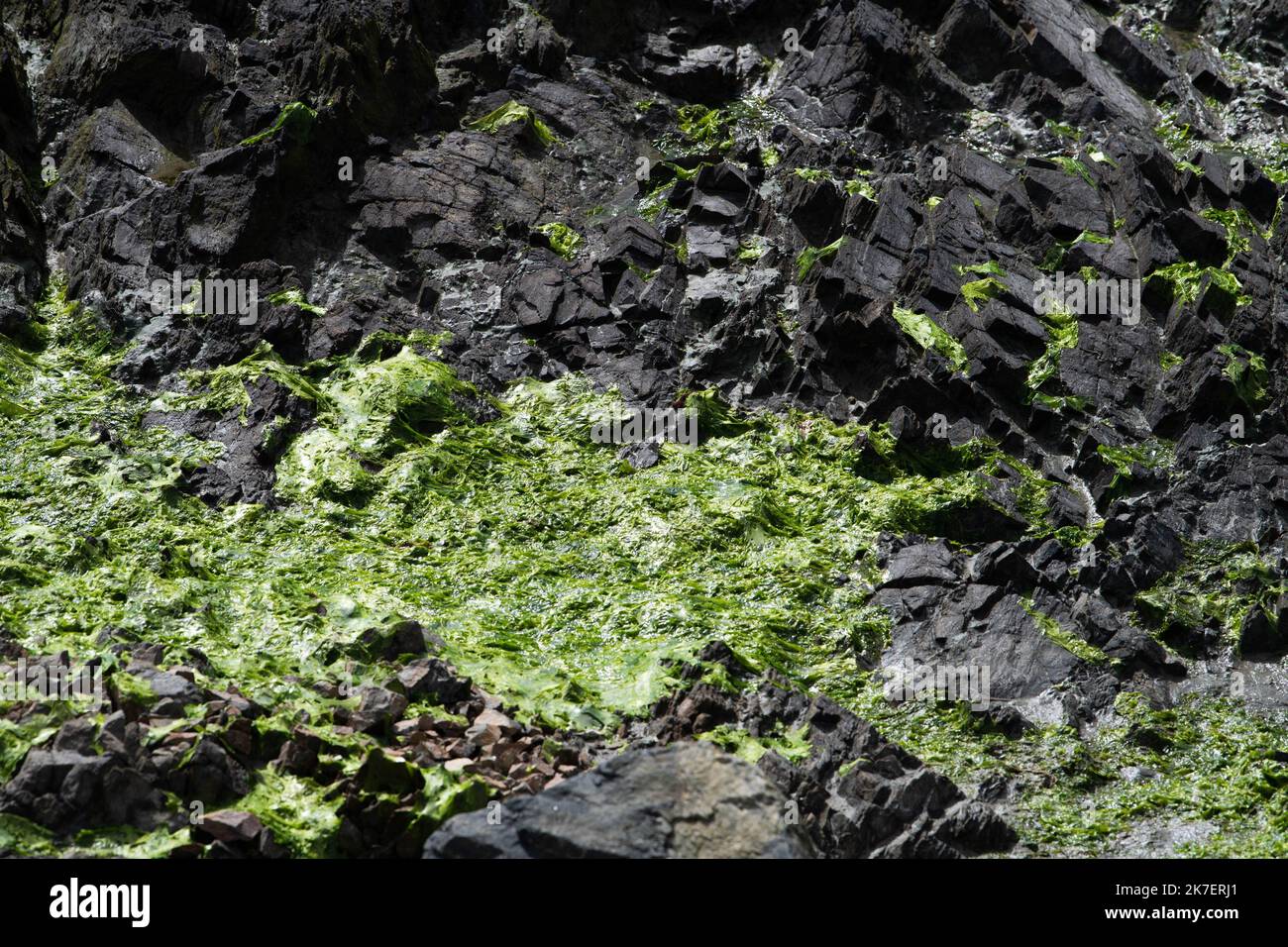 ©PHOTOPQR/OUEST FRANCE/Thomas Brégardis / Ouest-France ; Hillion ; 10 ...