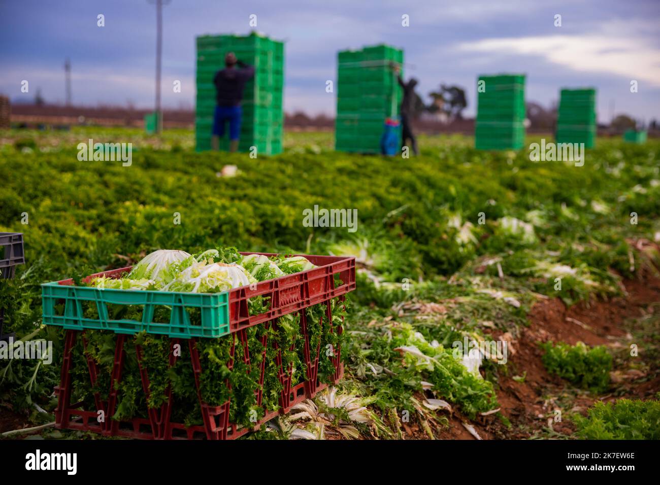Plastic boxes with freshly harvested frisee Stock Photo - Alamy
