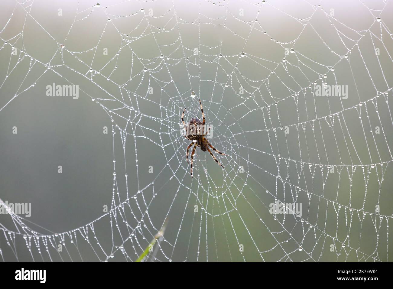 Araignée avec toile hi-res stock photography and images - Alamy