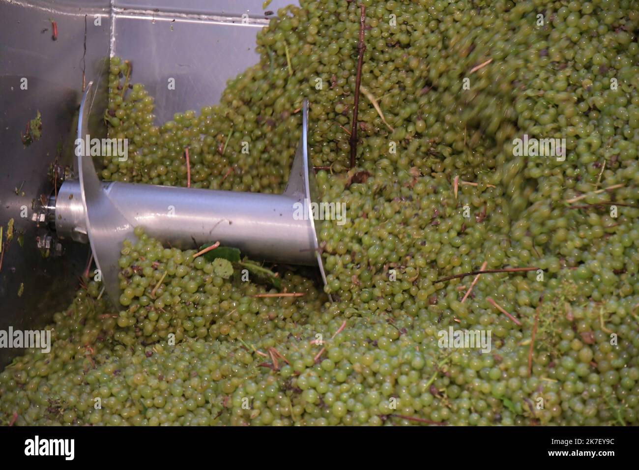 Récolte de raisins hi-res stock photography and images - Alamy