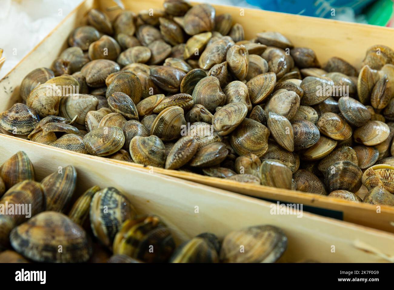 Display with sea cockles clams Stock Photo - Alamy
