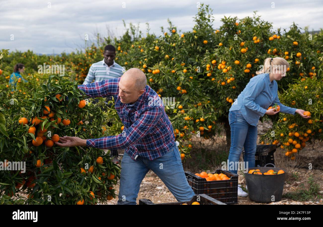 Male gathering harvest of mandarins Stock Photo - Alamy