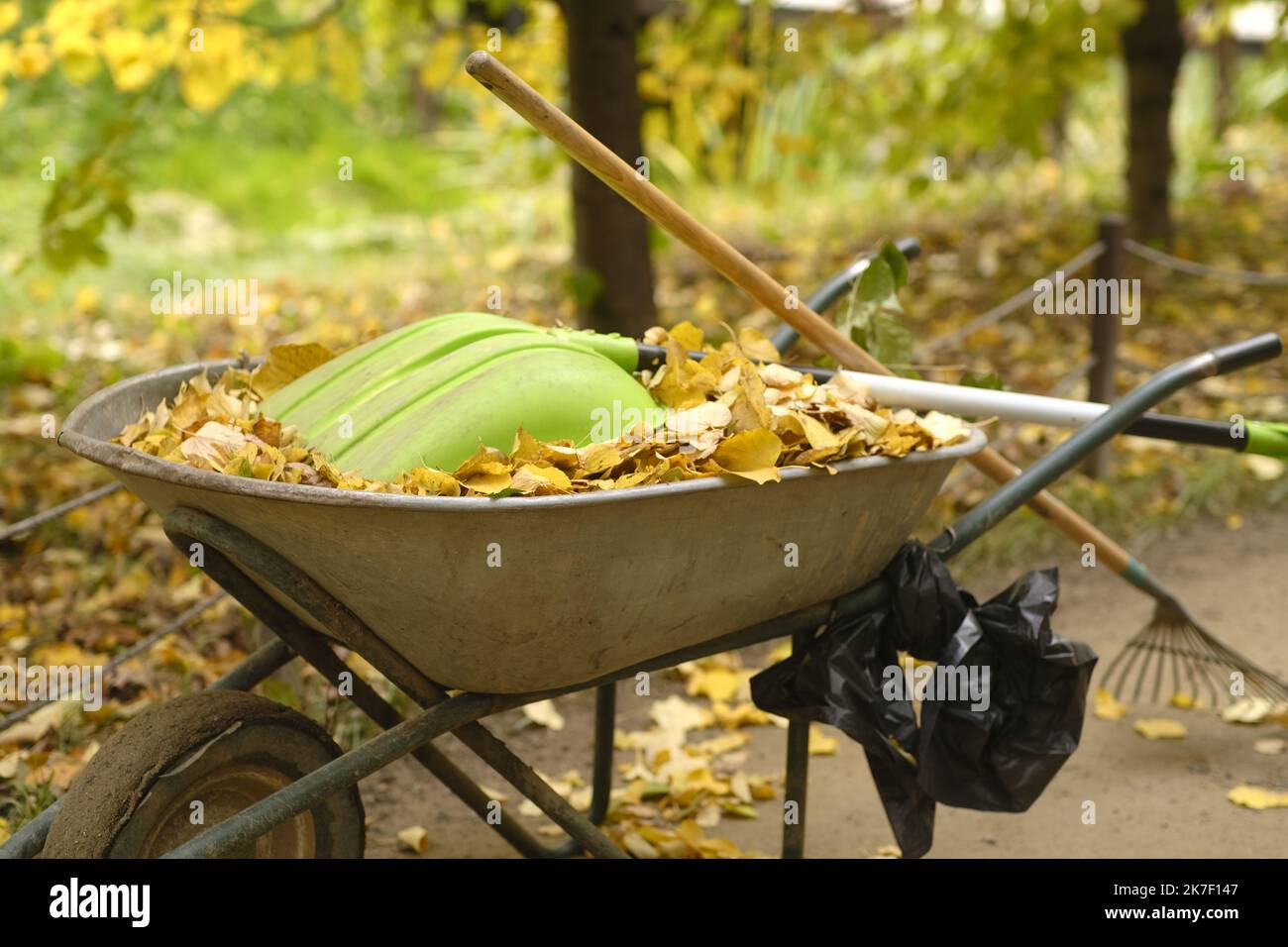 Wheelbarrow with autumn leaves, cleaning tools in park. Full pushcart ...