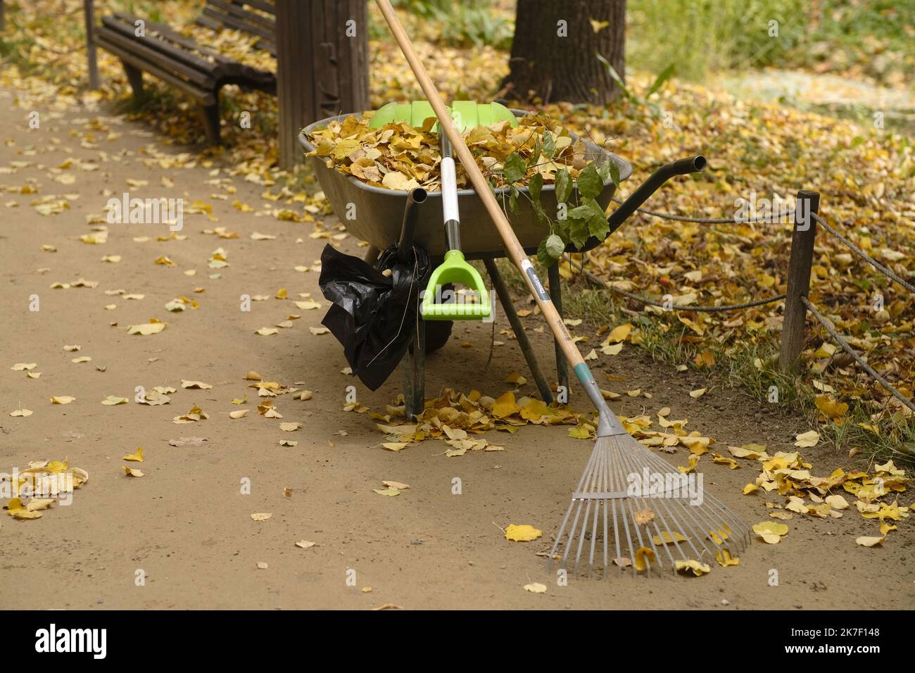 Wheelbarrow with autumn leaves, cleaning tools in park. Full pushcart ...