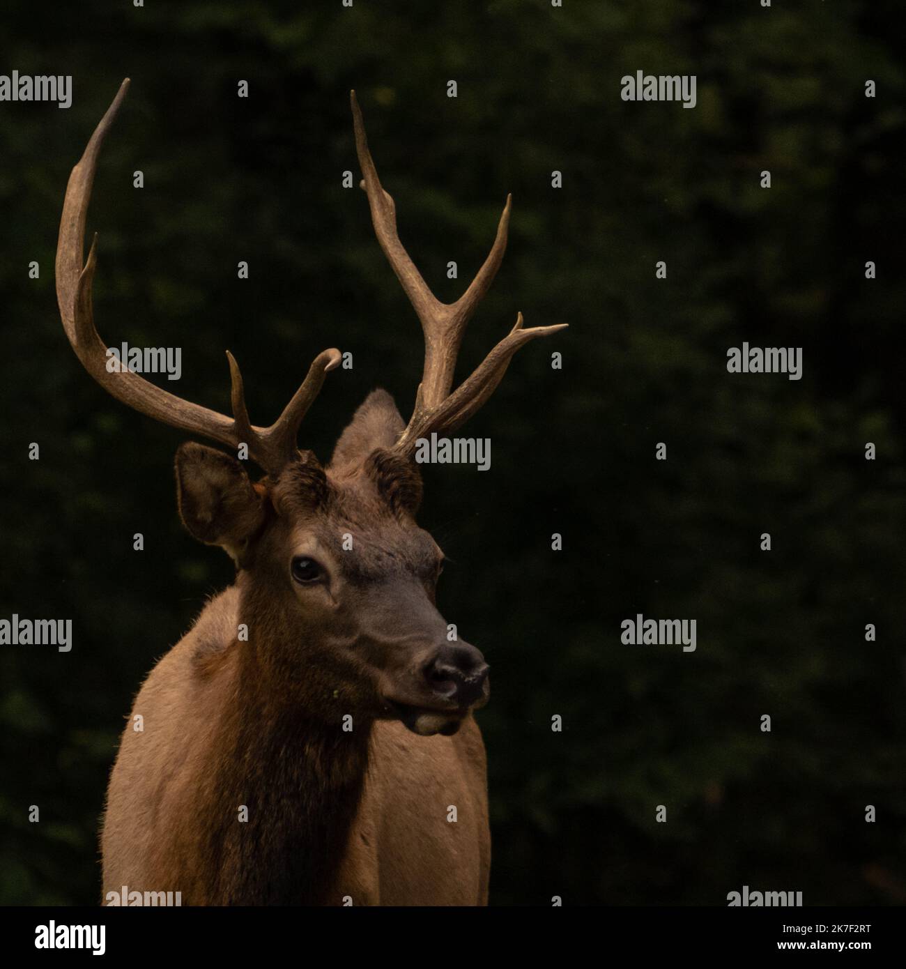 Young Bull Elk Stops To Stare At Camera in Great Smoky Mountains ...