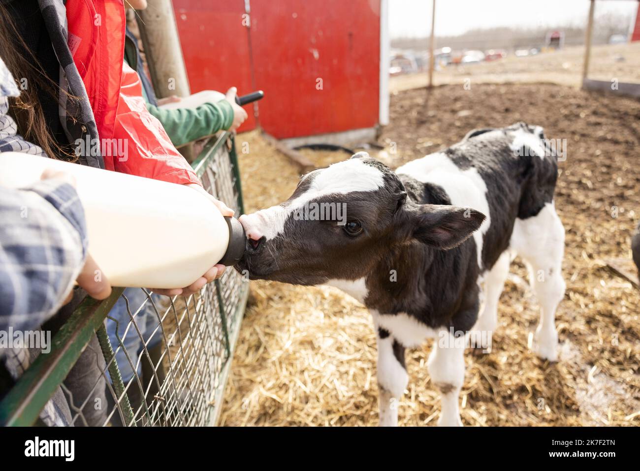 Hand feeding cow hi-res stock photography and images - Alamy