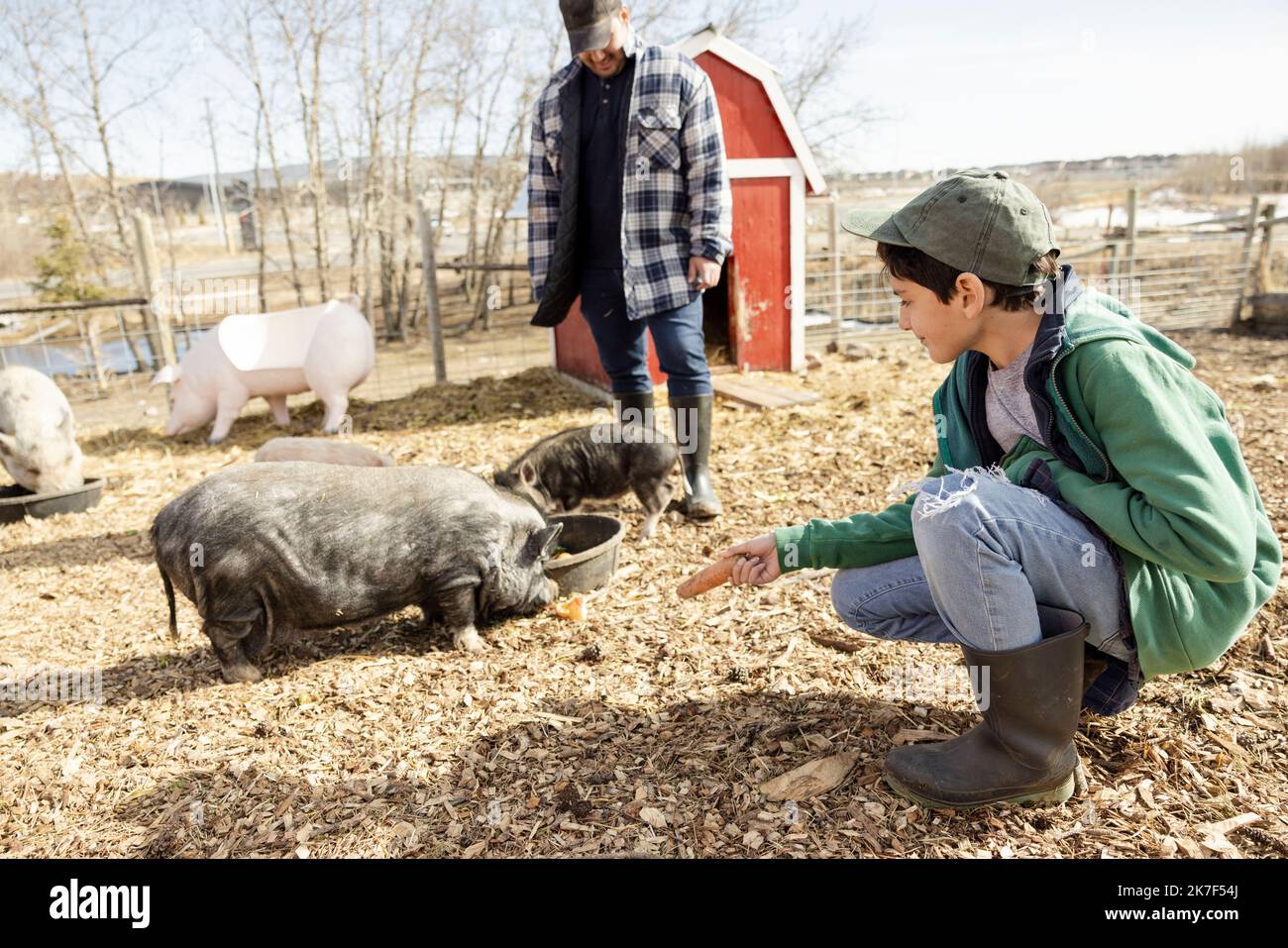 Boy feeding pigs hi-res stock photography and images - Alamy