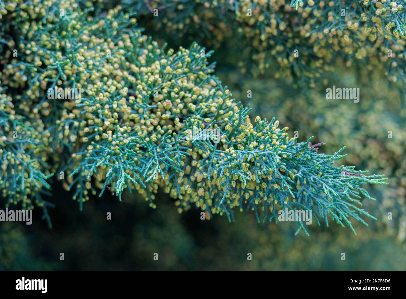Types of junipers hi-res stock photography and images - Alamy