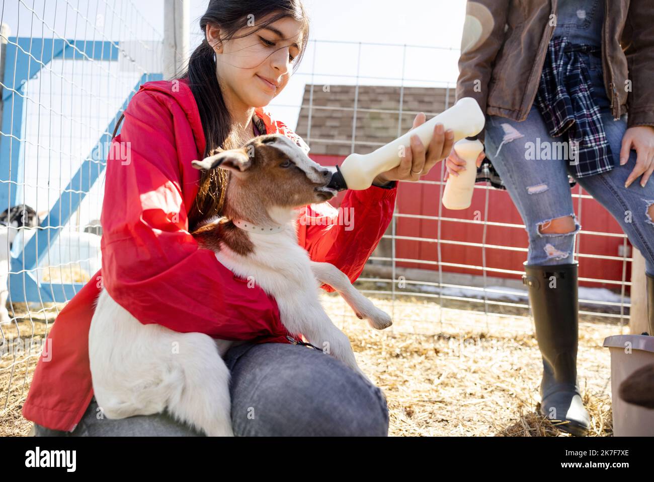 Girl feeding farm animal hi-res stock photography and images - Alamy