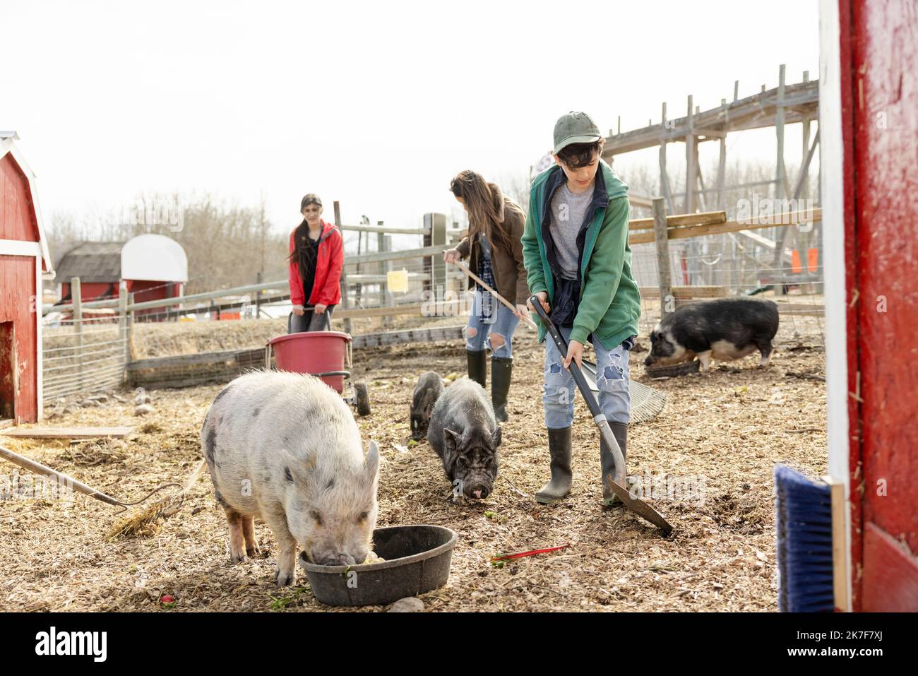 Pig pen hi-res stock photography and images - Alamy