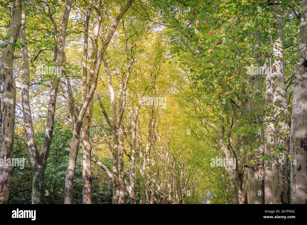 Alley lined in a row with ancient oak trees landscape in France ...