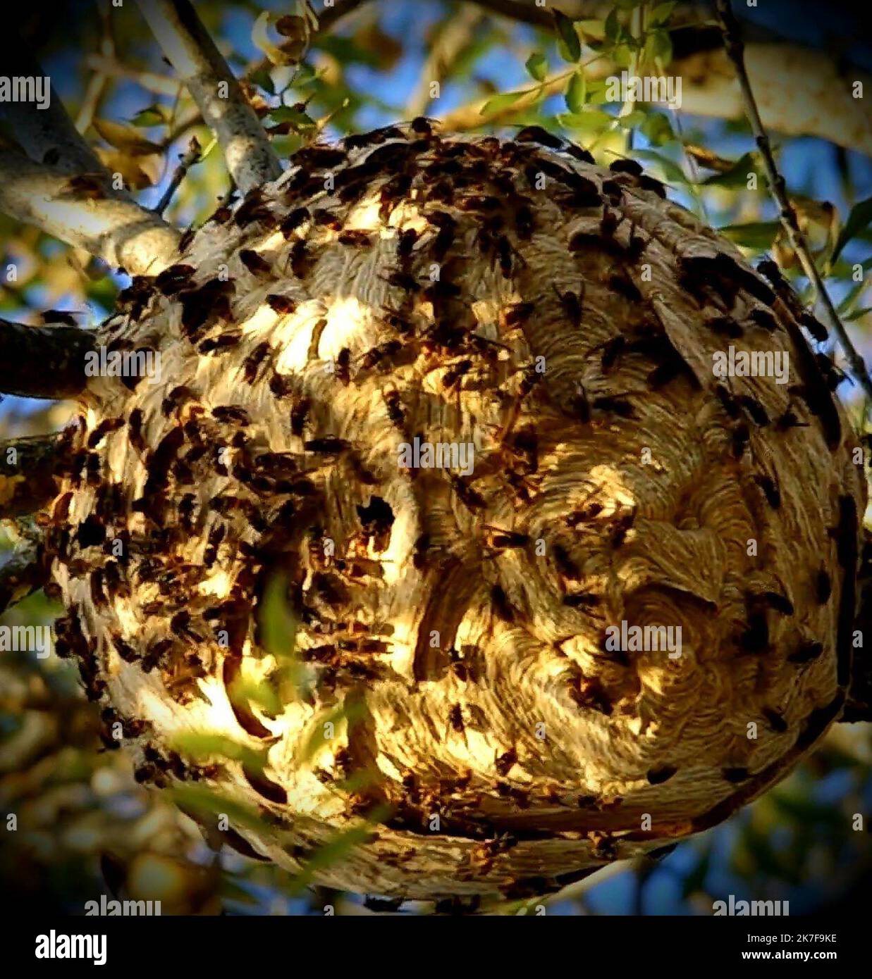 Asian hornet bees hi-res stock photography and images - Alamy