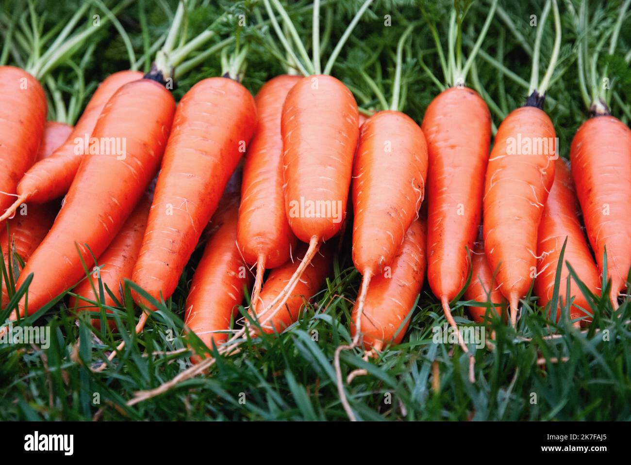 Fresh carrots on green grass, harvested root vegetables in organic ...