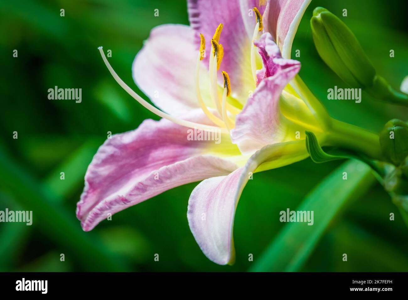 Beautiful Lilly single flower and bud blossoming at season, green ...