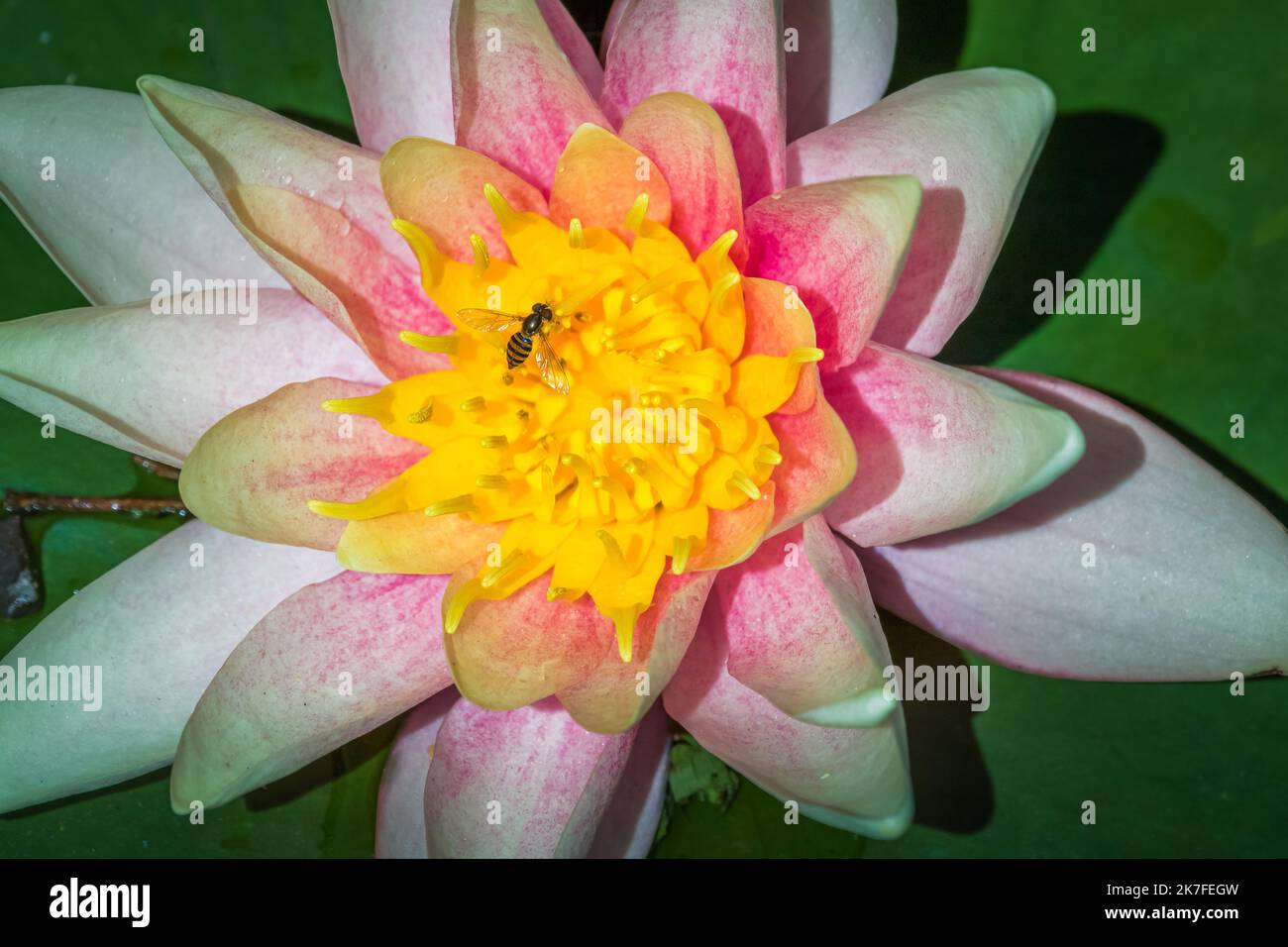 Bee above Lilly water single flower and bud blossoming, green ...
