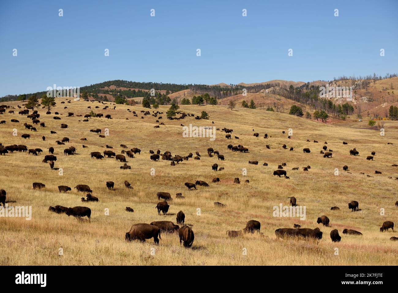 American bison grazing hi-res stock photography and images - Alamy