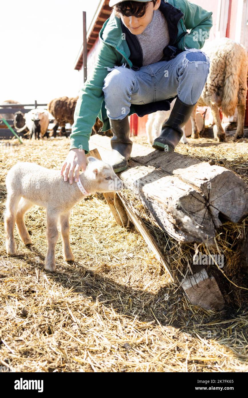 Cute lamb hi-res stock photography and images - Alamy