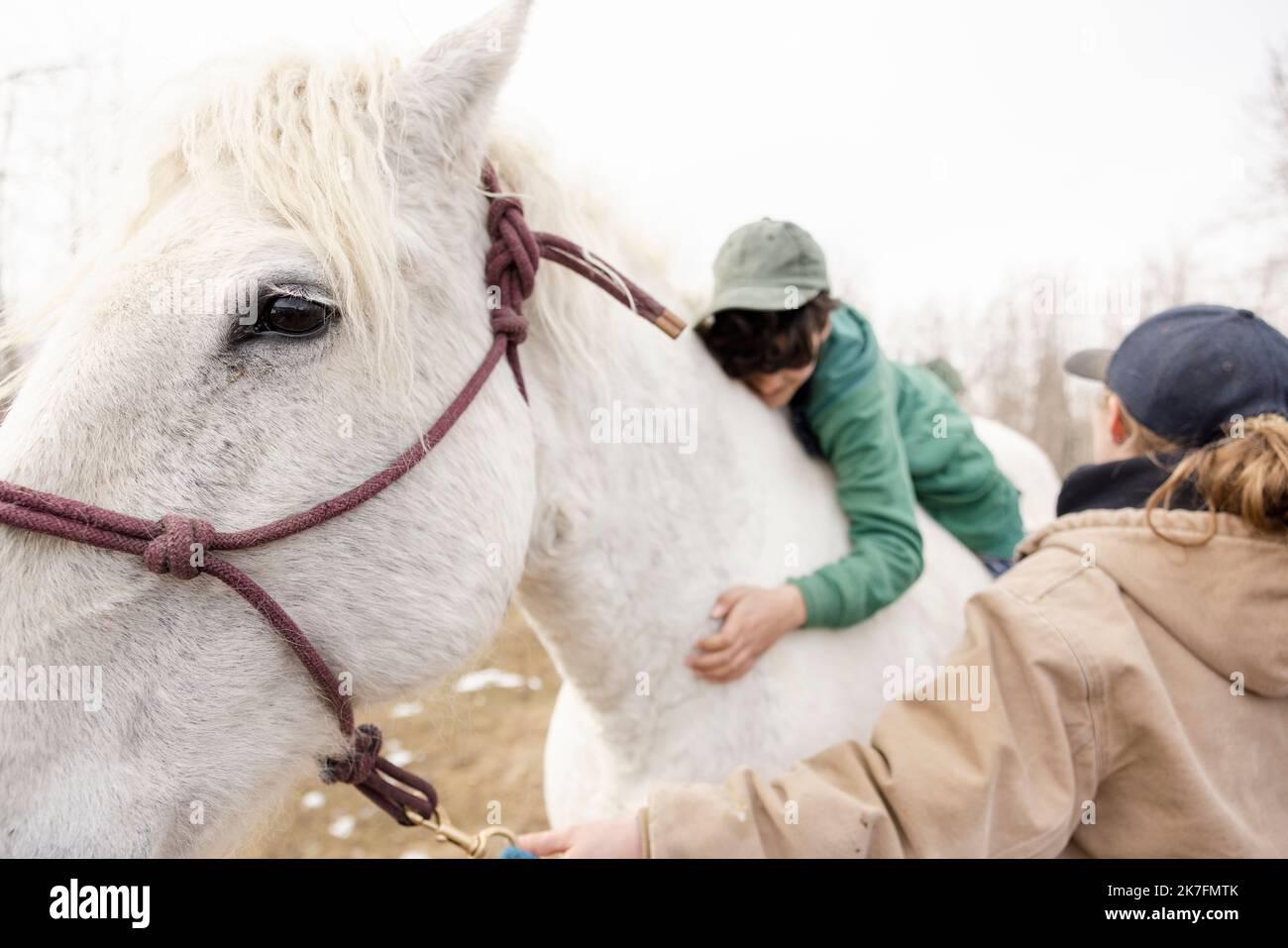 Affectionate boy riding white horse bareback on farm Stock Photo - Alamy