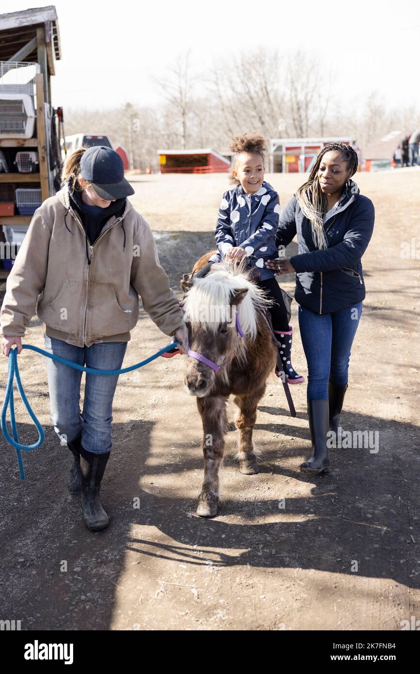 Shetland pony horse sitting hi-res stock photography and images - Alamy