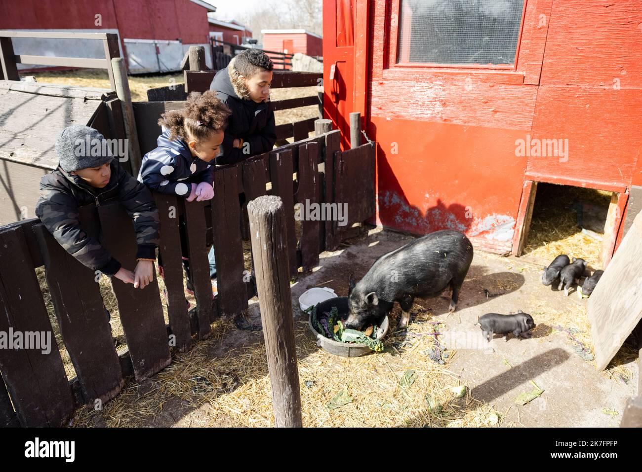 Pig and piglets hi-res stock photography and images - Alamy