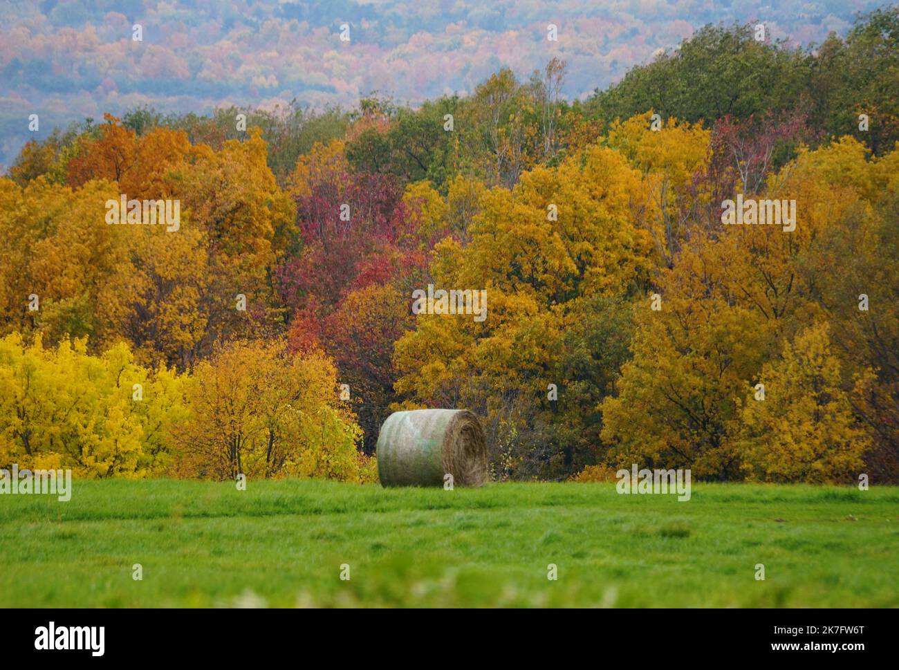 A round hale of bay with the background of fall foliage near Watkins ...