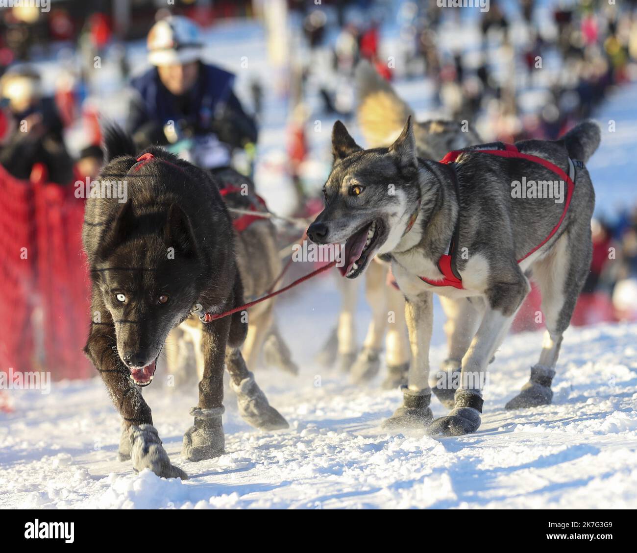 Grande race de chien hi-res stock photography and images - Alamy