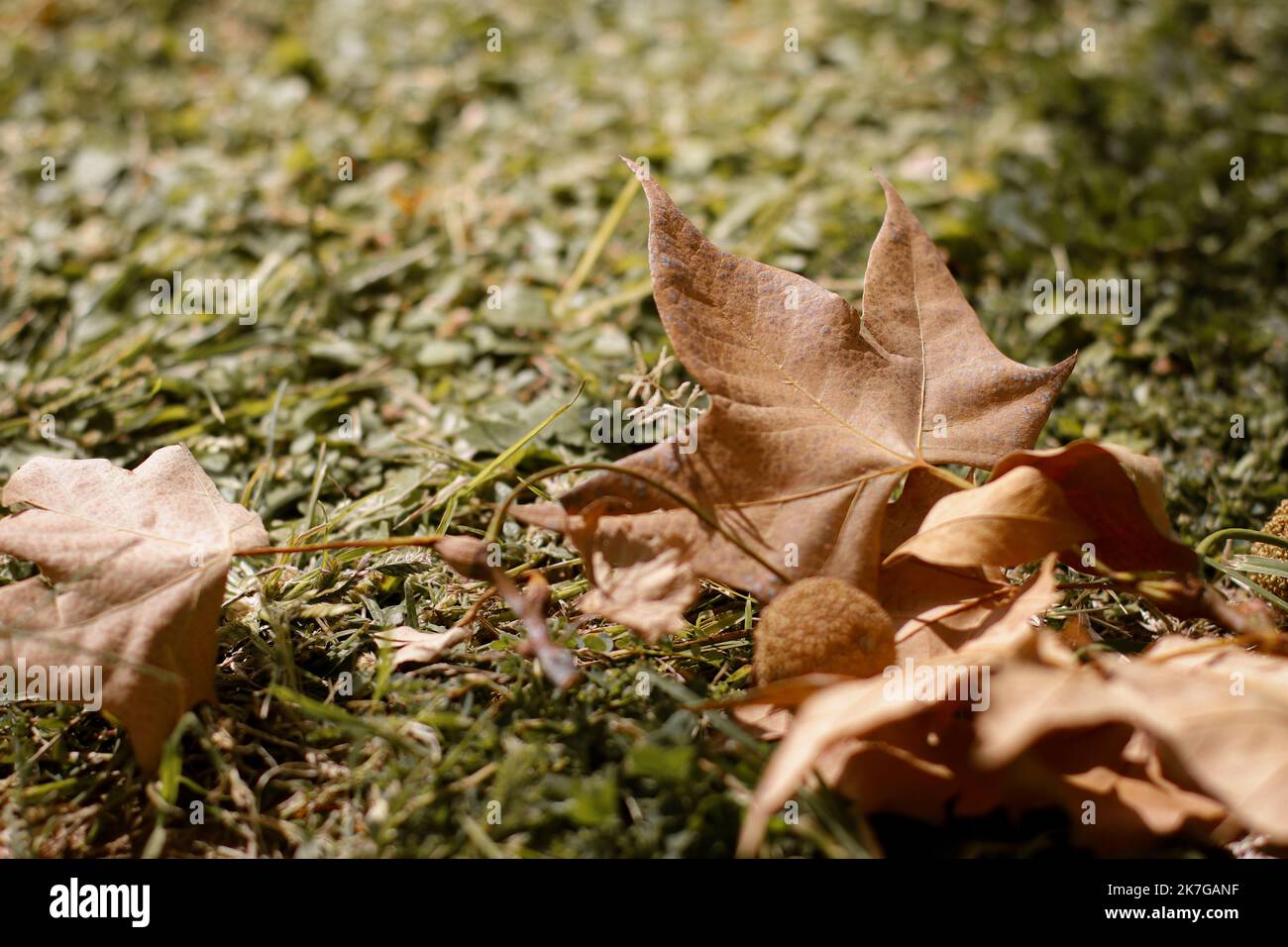 Chestnuts growing on tree hi-res stock photography and images - Alamy