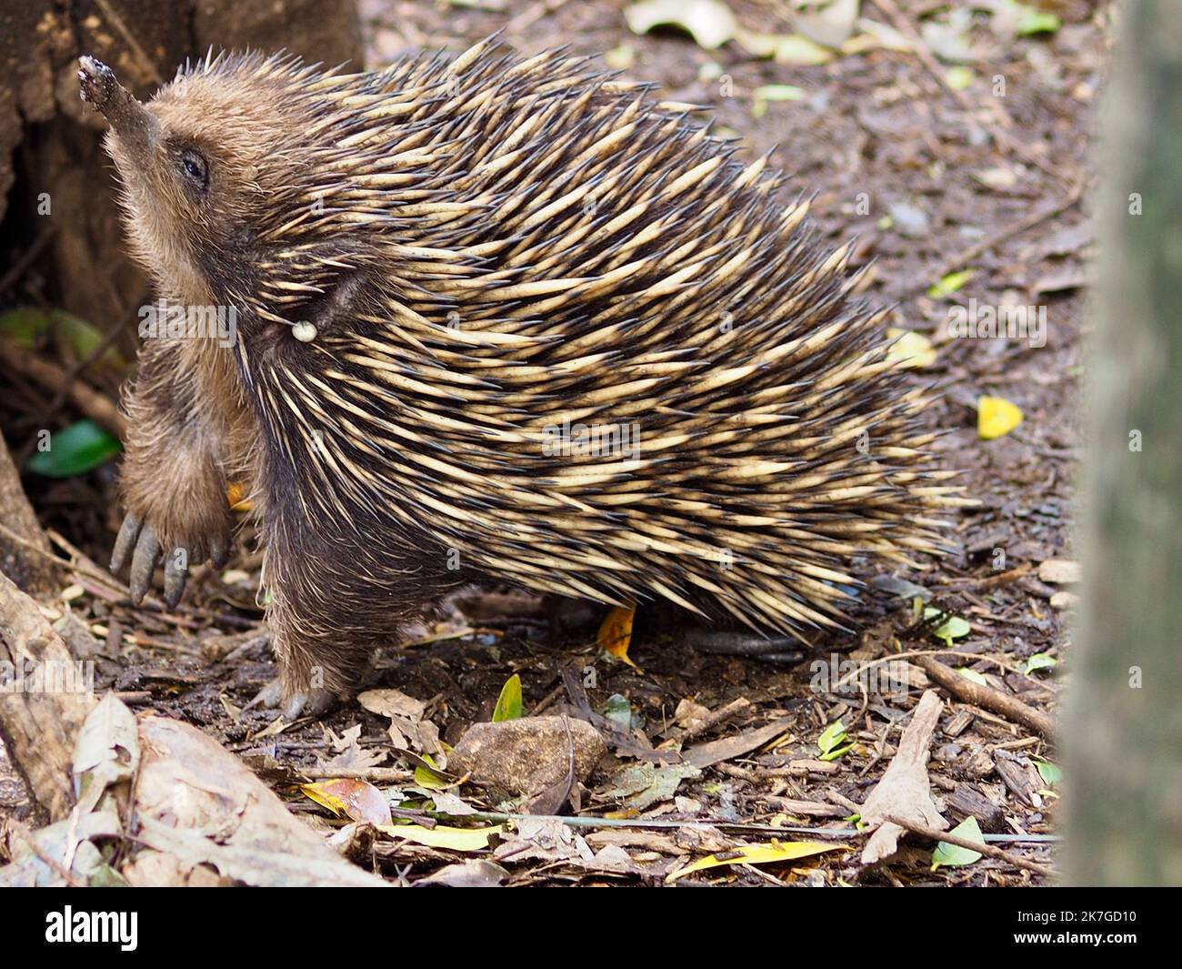 Echidna Eggs Hatching