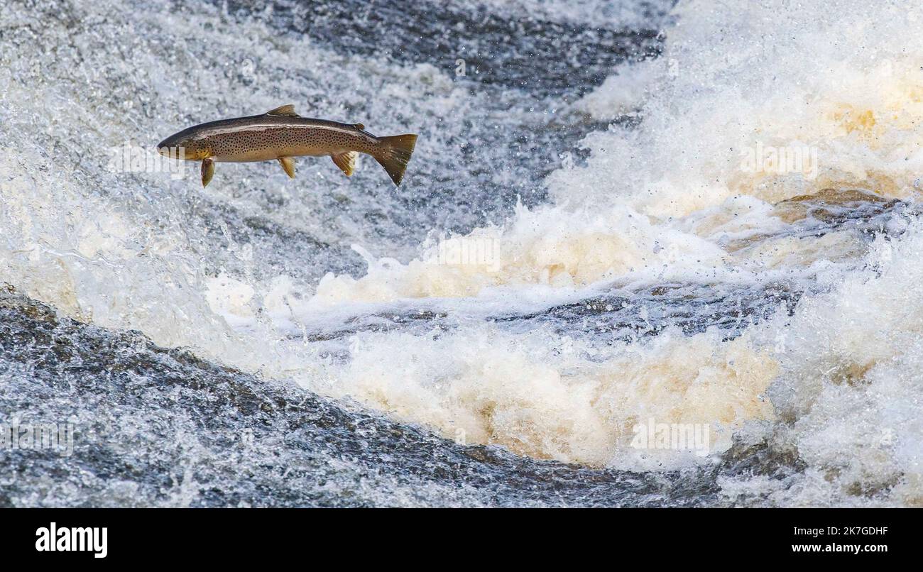 Ettrick Water, Philliphaugh, Selkirk, Scottish Borders, UK. 17th Oct ...