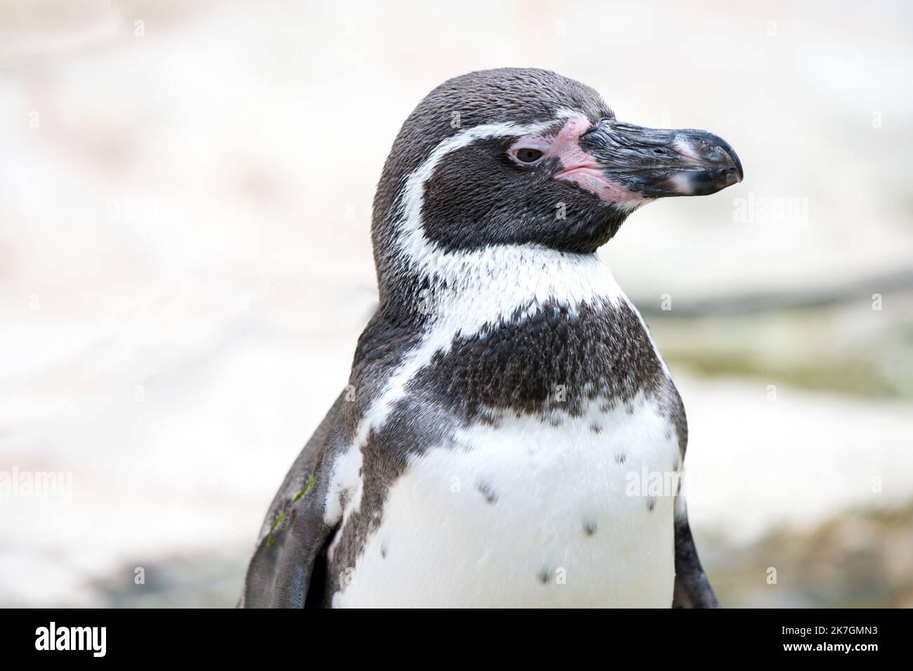 Lateral front profile view close up of king penguin as animal portrait ...