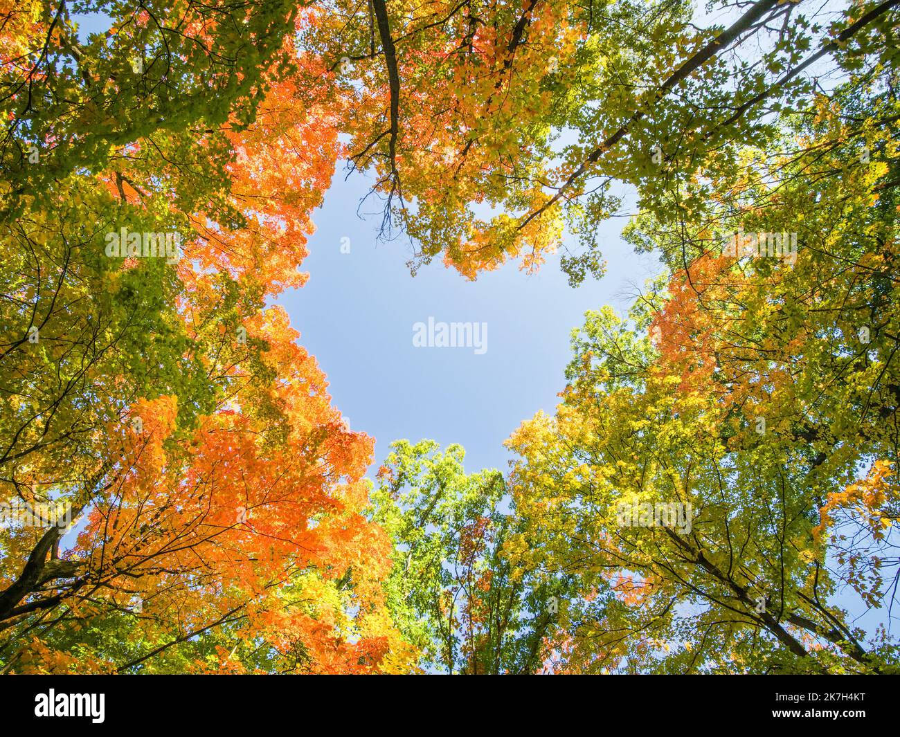 A deciduous forest of primarily maple trees in autumn Stock Photo - Alamy